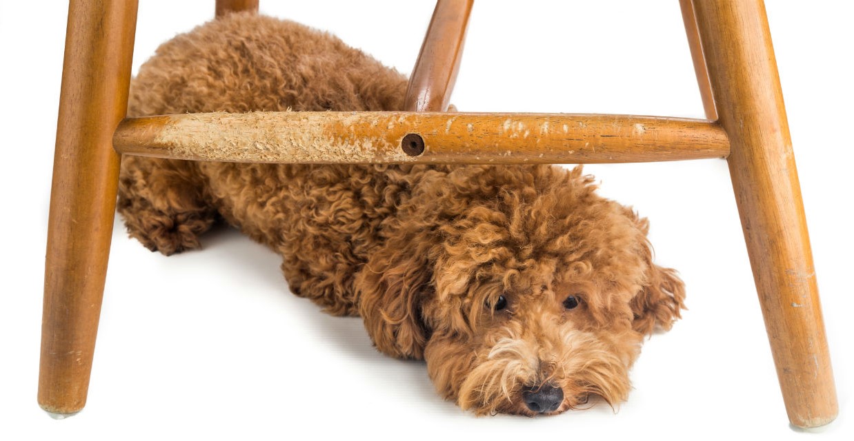 Aristopet How To Stop A Puppy From Chewing aristopet-how-to-stop-a-puppy-from-chewing